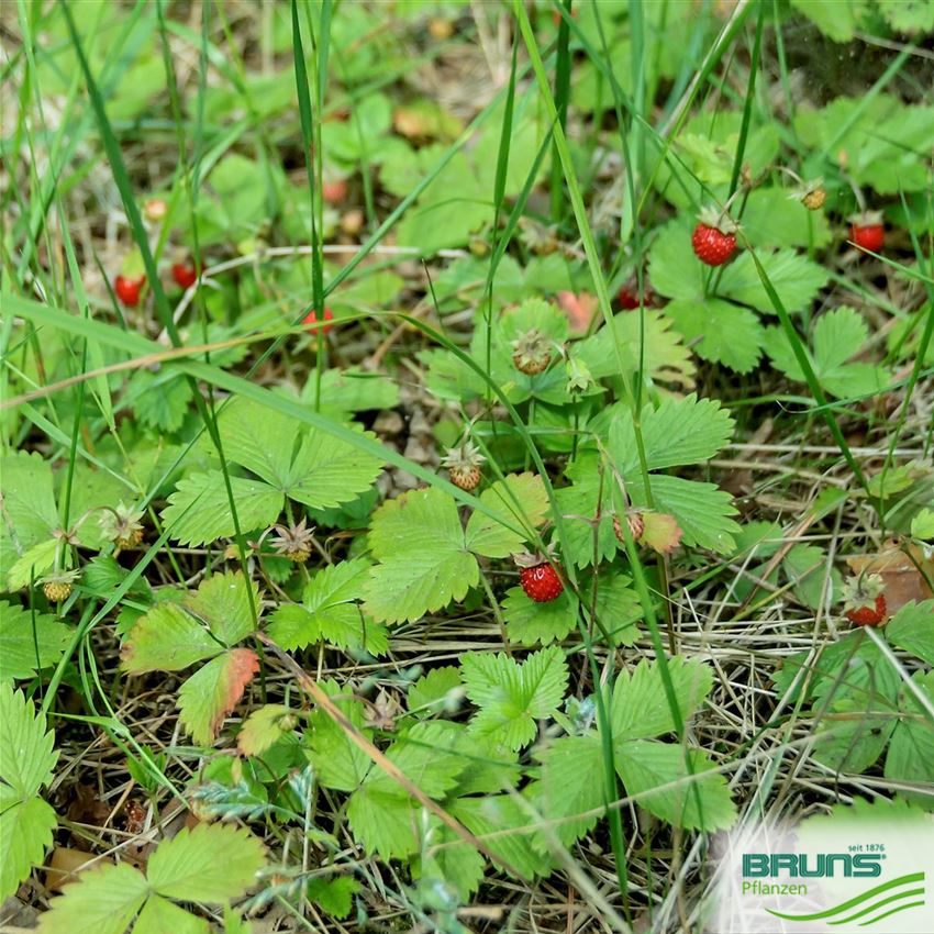 Fragaria vesca var. vesca von Bruns Pflanzen