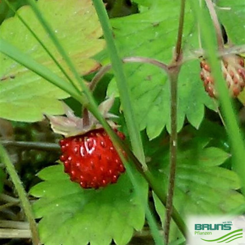 Fragaria vesca var. vesca von Bruns Pflanzen