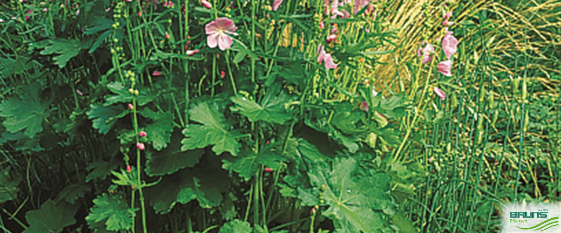 Sidalcea oregana 'Brilliant' von Bruns Pflanzen