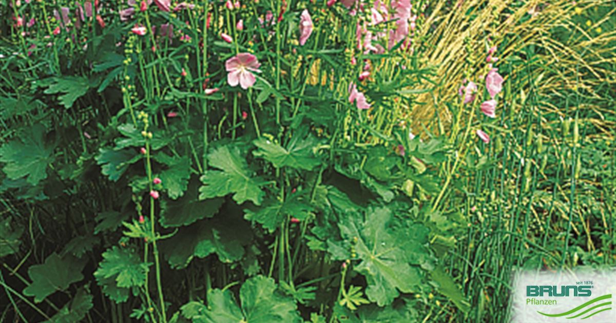 Sidalcea oregana 'Brilliant' von Bruns Pflanzen