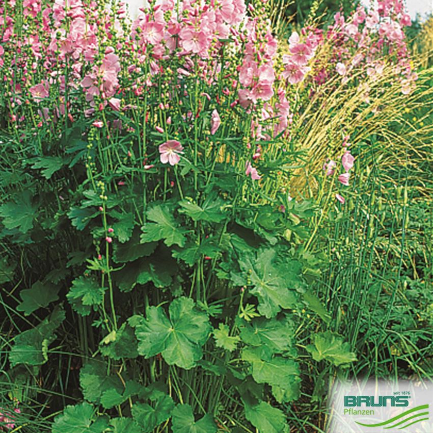 Sidalcea oregana 'Brilliant' von Bruns Pflanzen