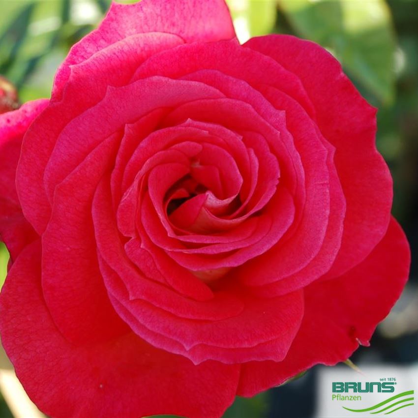 Kletterrose 'Shogun' (R) von Bruns Pflanzen