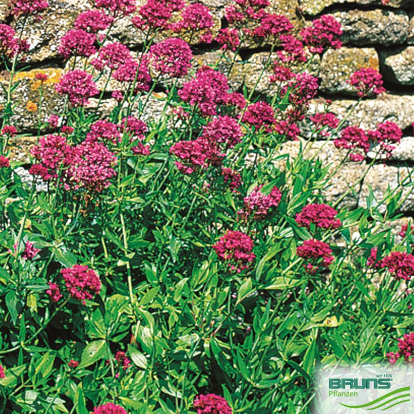 Centranthus ruber 'Coccineus' von Bruns Pflanzen