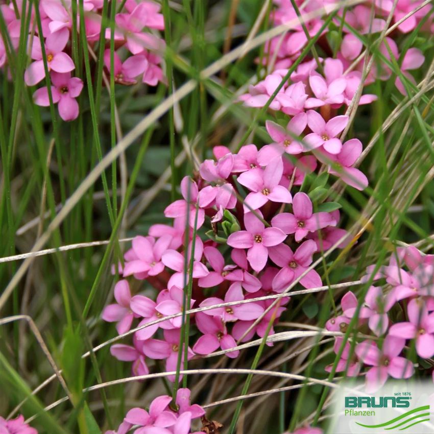 Daphne cneorum, Garland flower von Bruns Pflanzen