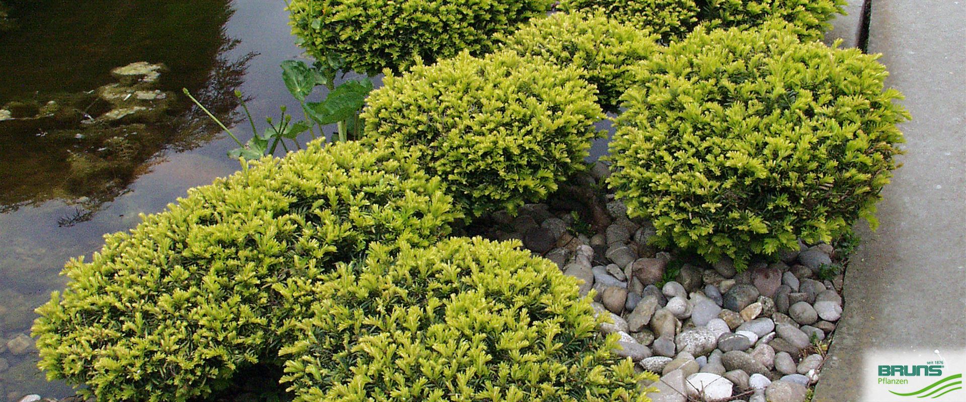Taxus media 'Densiformis' von Bruns Pflanzen