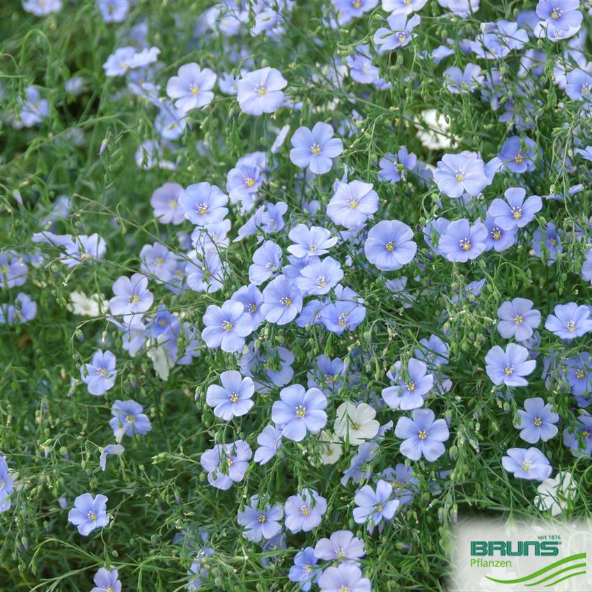 Linum perenne, Perennial Flax von Bruns Pflanzen