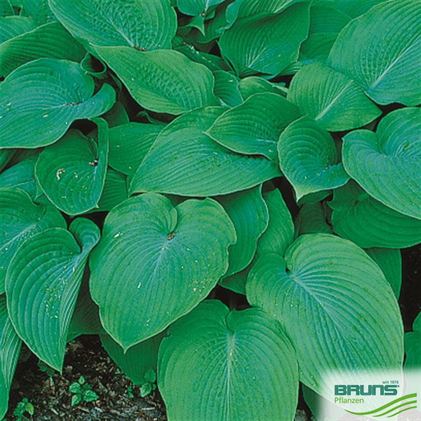 Hosta 'Krossa Regal' von Bruns Pflanzen