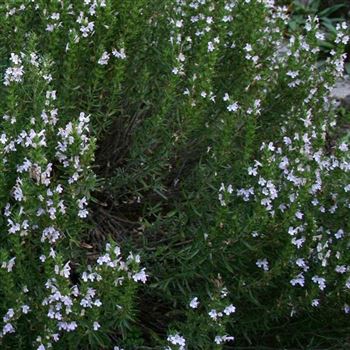 Satureja montana, Winter Savory von Bruns Pflanzen