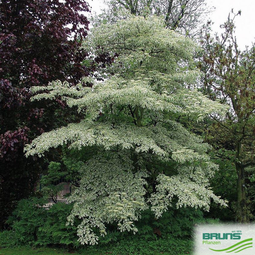 Cornus controversa 'Variegata' von Bruns Pflanzen
