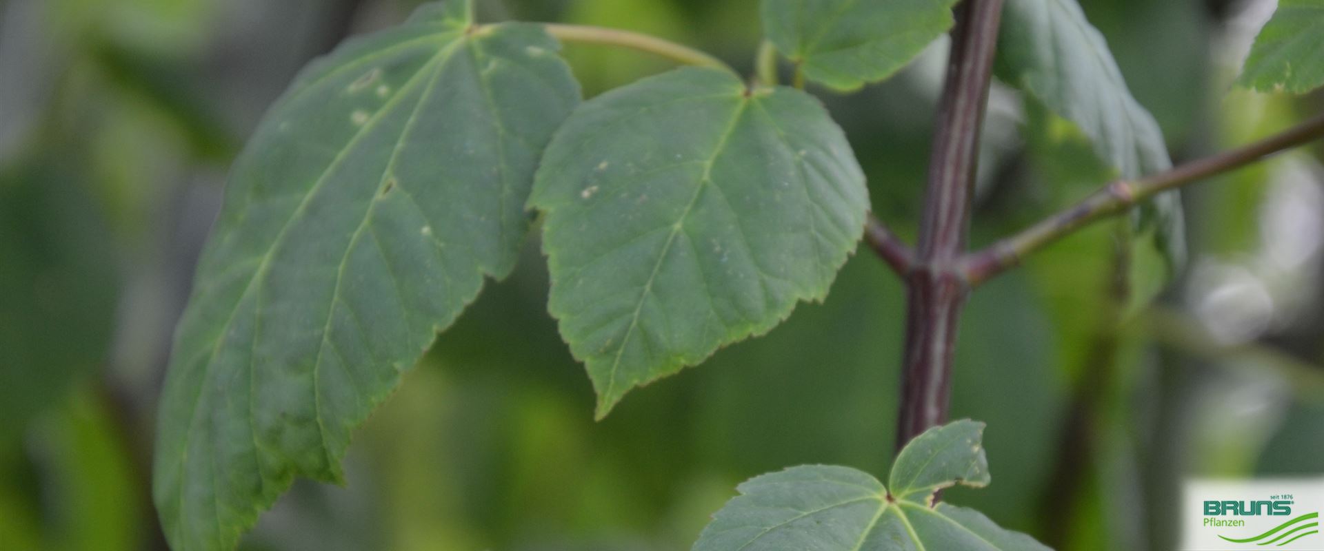 Acer davidii, Père David's maple, Snakeskin maple von Bruns Pflanzen