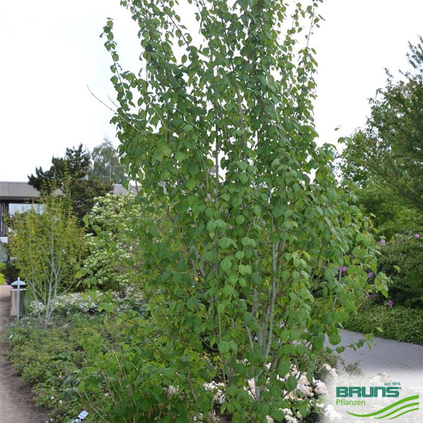 Acer davidii, Père David's maple, Snakeskin maple von Bruns Pflanzen