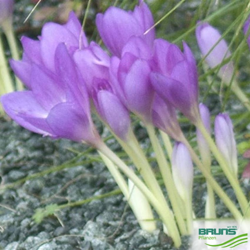 Colchicum autumnale von Bruns Pflanzen