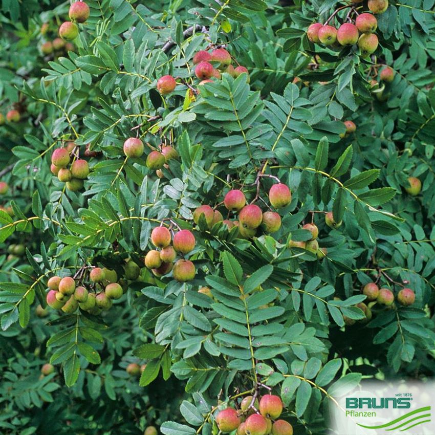 Sorbus domestica, Service tree von Bruns Pflanzen