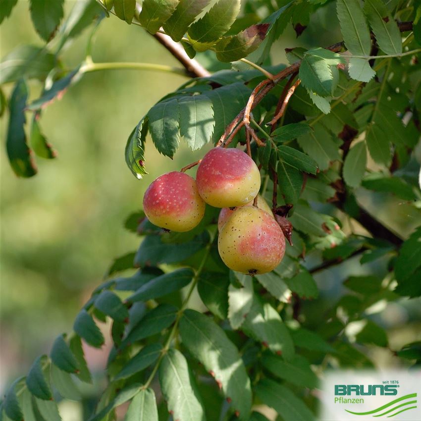 Sorbus domestica, Service tree von Bruns Pflanzen