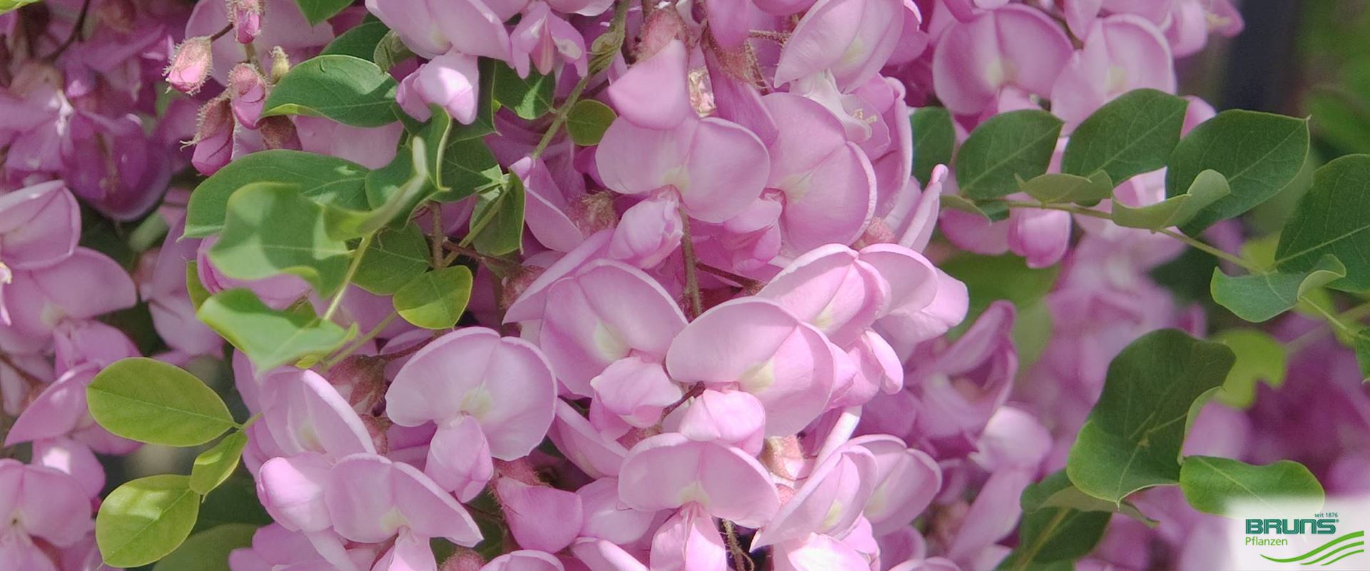 Robinia hispida 'Macrophylla', Borstige Robinie von Bruns Pflanzen