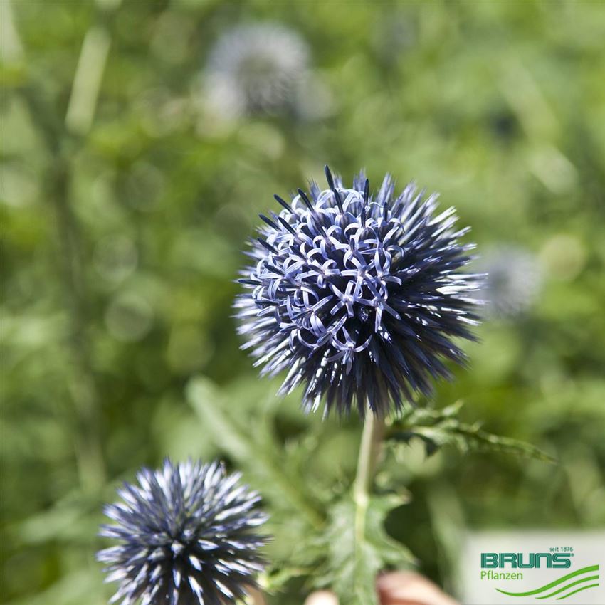 Echinops ritro 'Veitch's Blue' von Bruns Pflanzen