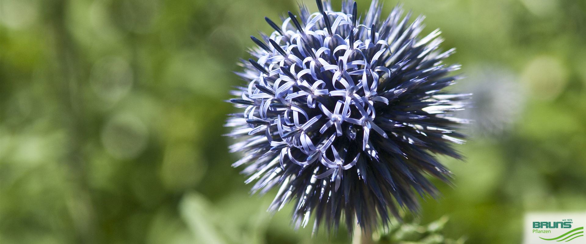 Echinops ritro 'Veitch's Blue' von Bruns Pflanzen