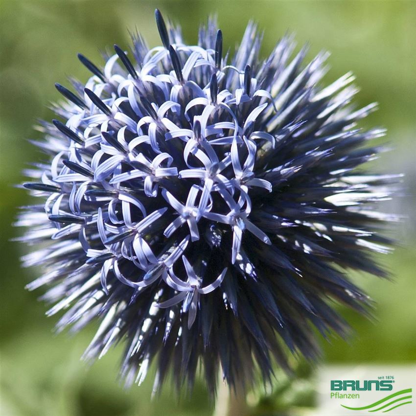 Echinops ritro 'Veitch's Blue' von Bruns Pflanzen