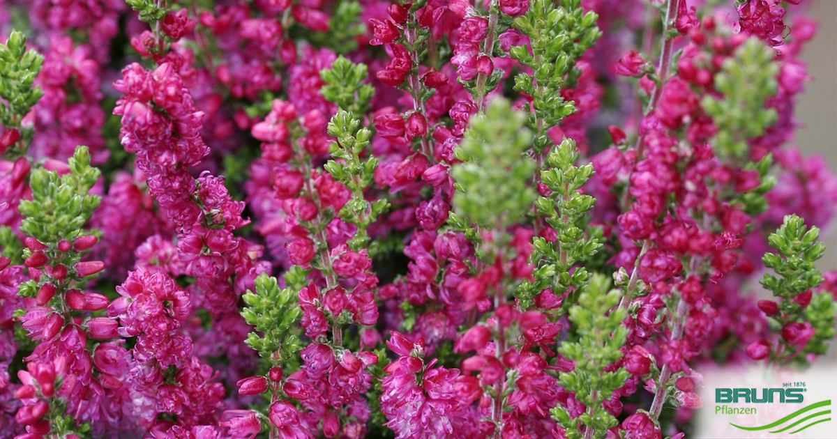 Calluna 'Dark Beauty' (S) von Bruns Pflanzen
