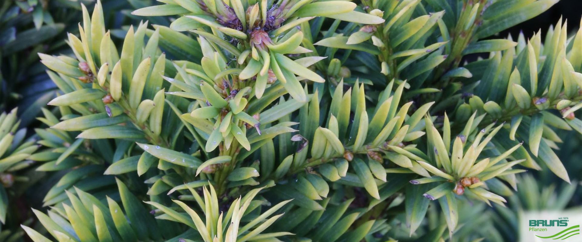 Taxus baccata 'Semperaurea' von Bruns Pflanzen