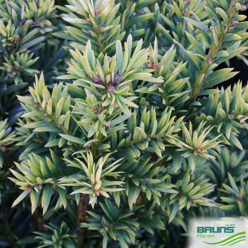 Taxus baccata 'Semperaurea' von Bruns Pflanzen