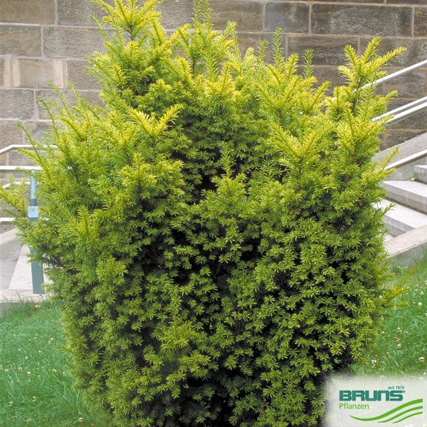 Taxus baccata 'Semperaurea' von Bruns Pflanzen