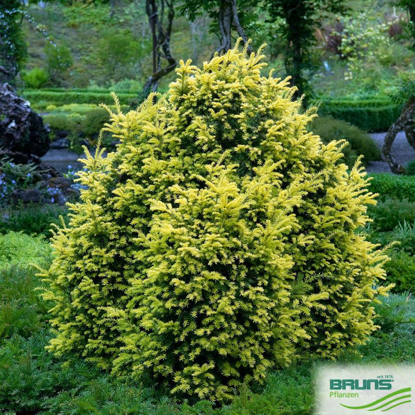 Taxus baccata 'Semperaurea' von Bruns Pflanzen
