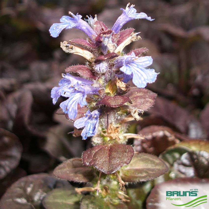 Ajuga reptans von Bruns Pflanzen