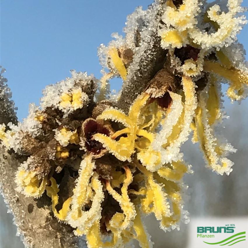 Hamamelis mollis, Chinese witch hazel von Bruns Pflanzen