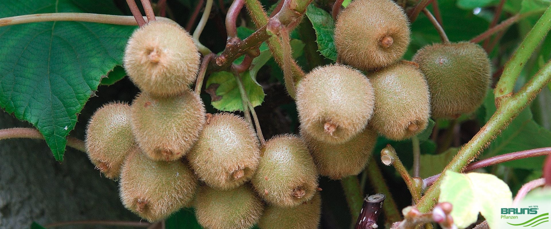 Actinidia chinensis 'Jenny', Self fertile kiwi von Bruns Pflanzen
