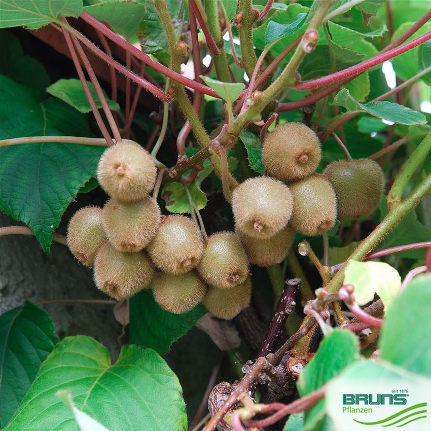 Actinidia chinensis 'Jenny', Self fertile kiwi von Bruns Pflanzen