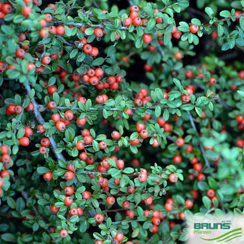 Faszinierend Cotoneaster Dammeri Coral Beauty Bilder