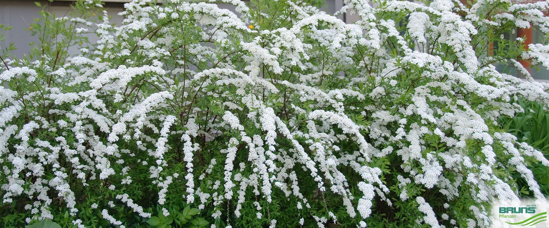 Spiraea cinerea 'Grefsheim' von Bruns Pflanzen