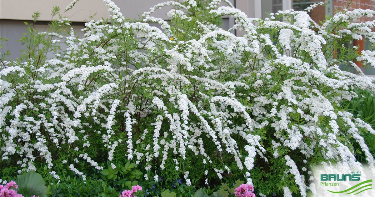 Spiraea cinerea 'Grefsheim' von Bruns Pflanzen