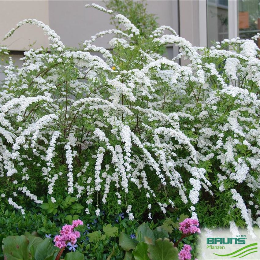 Spiraea cinerea 'Grefsheim' von Bruns Pflanzen
