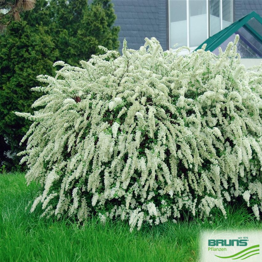 Spiraea cinerea 'Grefsheim' von Bruns Pflanzen
