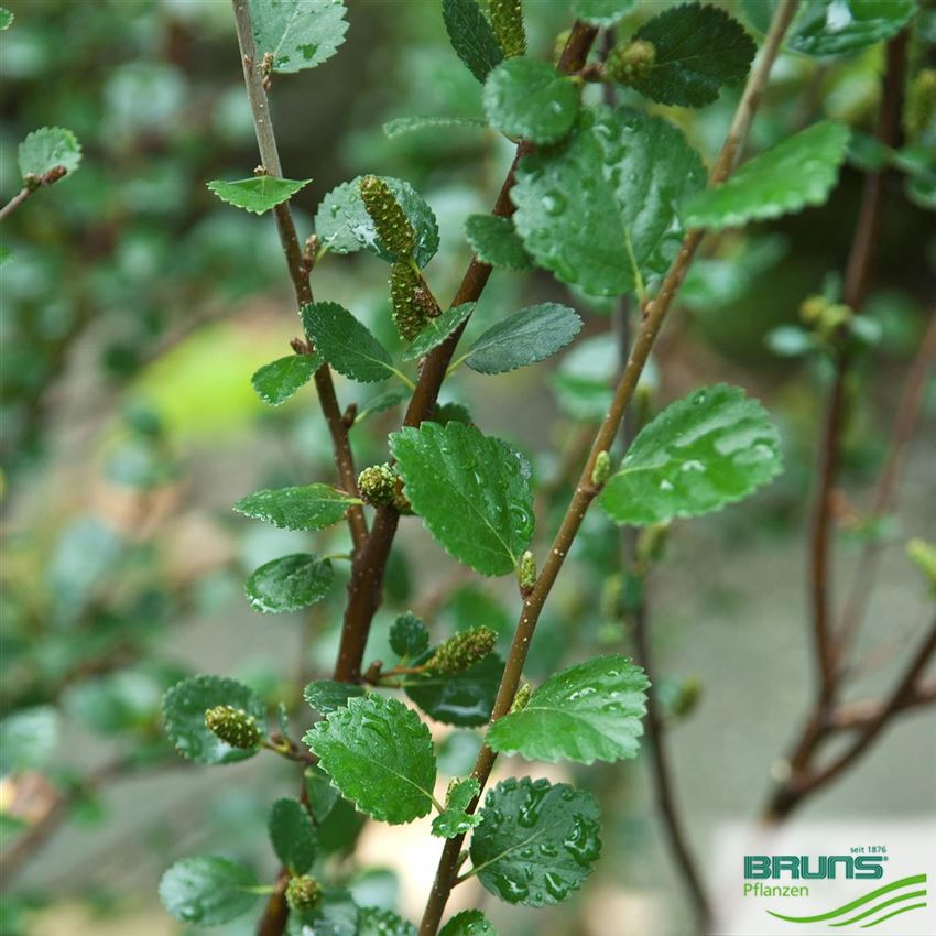 Betula humilis, Strauch-Birke von Bruns Pflanzen
