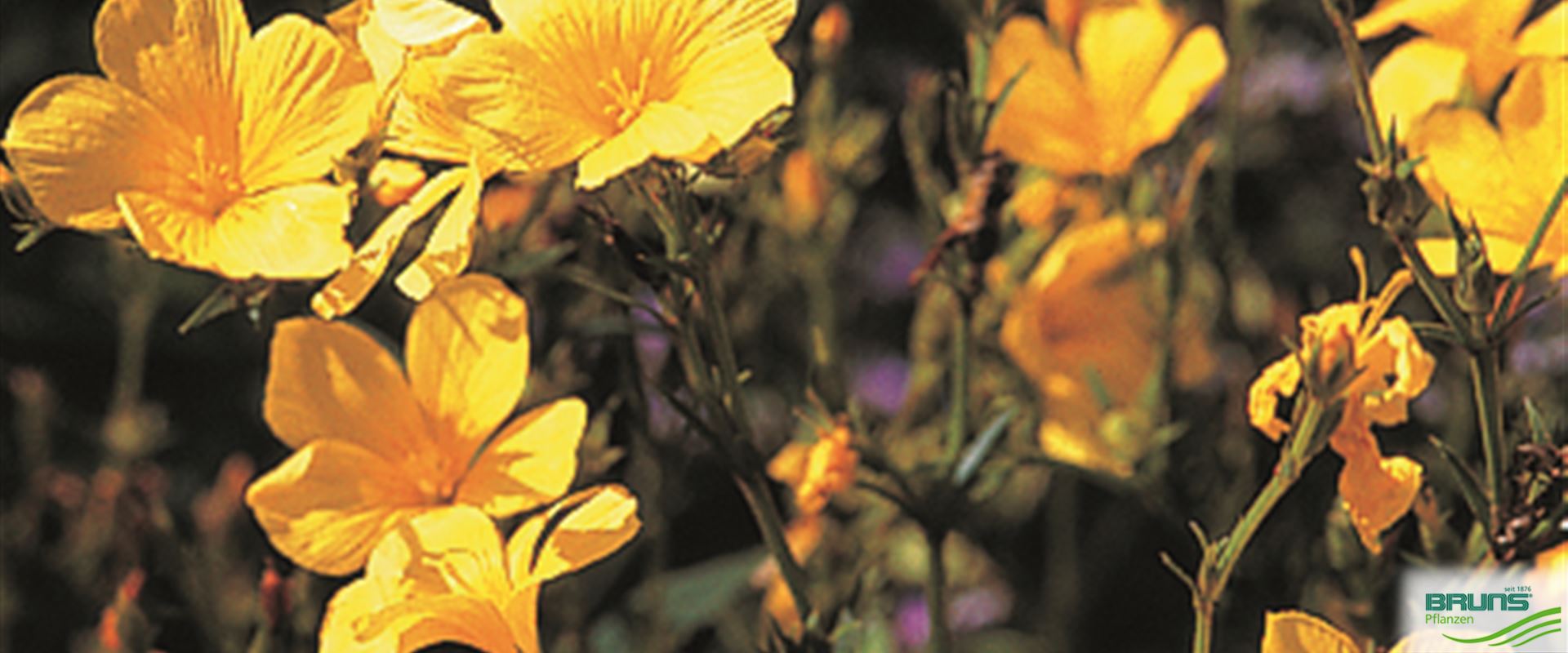 Linum flavum 'Compactum' von Bruns Pflanzen