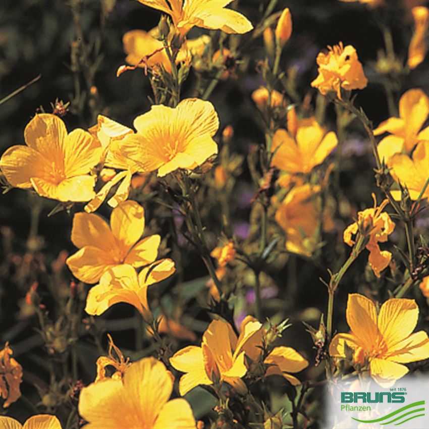 Linum flavum 'Compactum' von Bruns Pflanzen