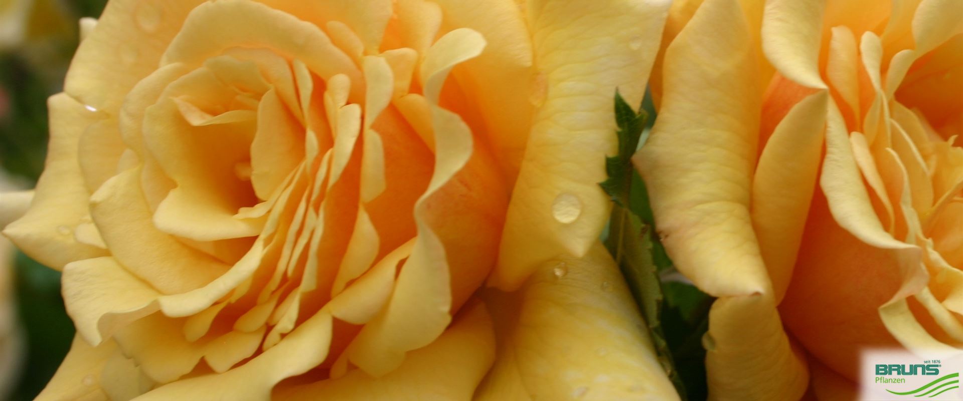 Strauchrose 'Postillion' (R) von Bruns Pflanzen