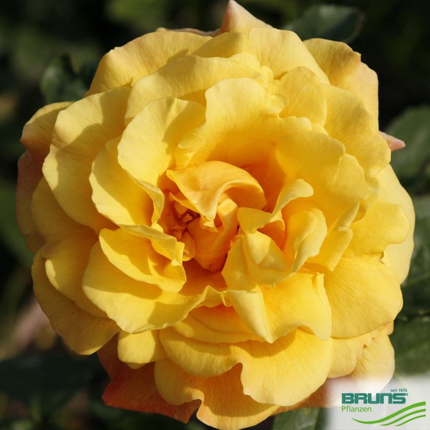 Strauchrose 'Postillion' (R) von Bruns Pflanzen