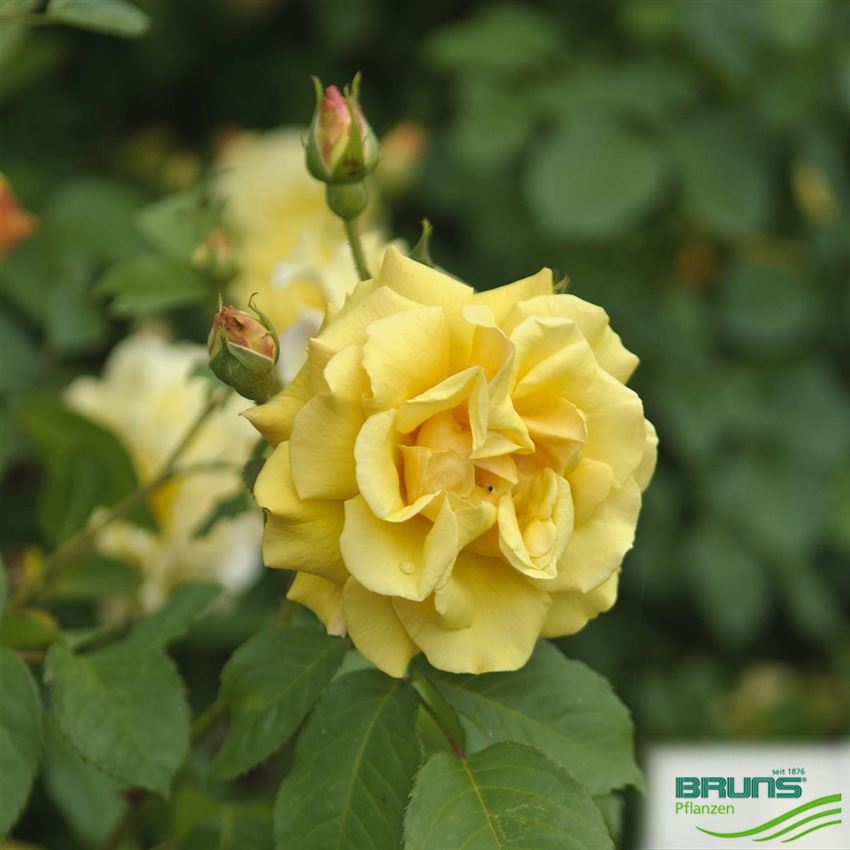 Strauchrose 'Postillion' (R) von Bruns Pflanzen