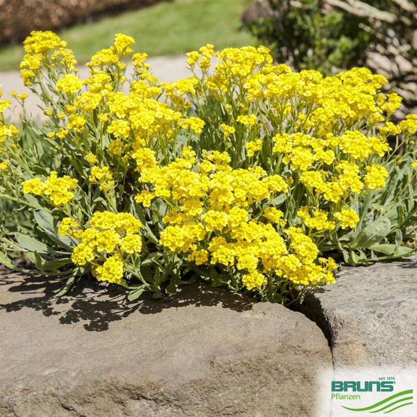 Alyssum saxatile 'Compactum' von Bruns Pflanzen