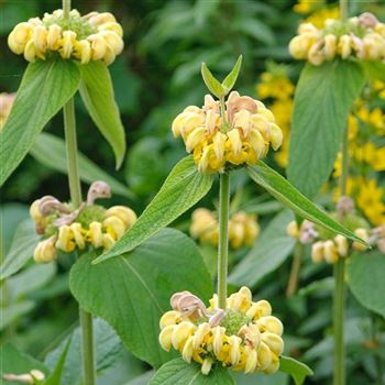 Phlomis russeliana, Turkish Sage von Bruns Pflanzen