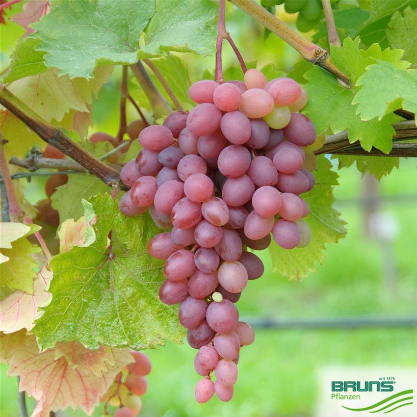 Vitis vinifera - rot von Bruns Pflanzen