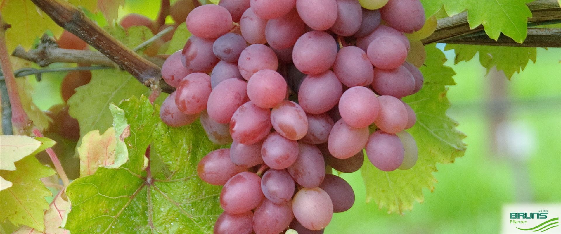 Vitis vinifera - rot von Bruns Pflanzen