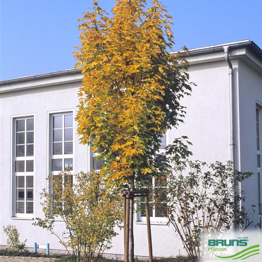 Acer platanoides 'Columnare' von Bruns Pflanzen
