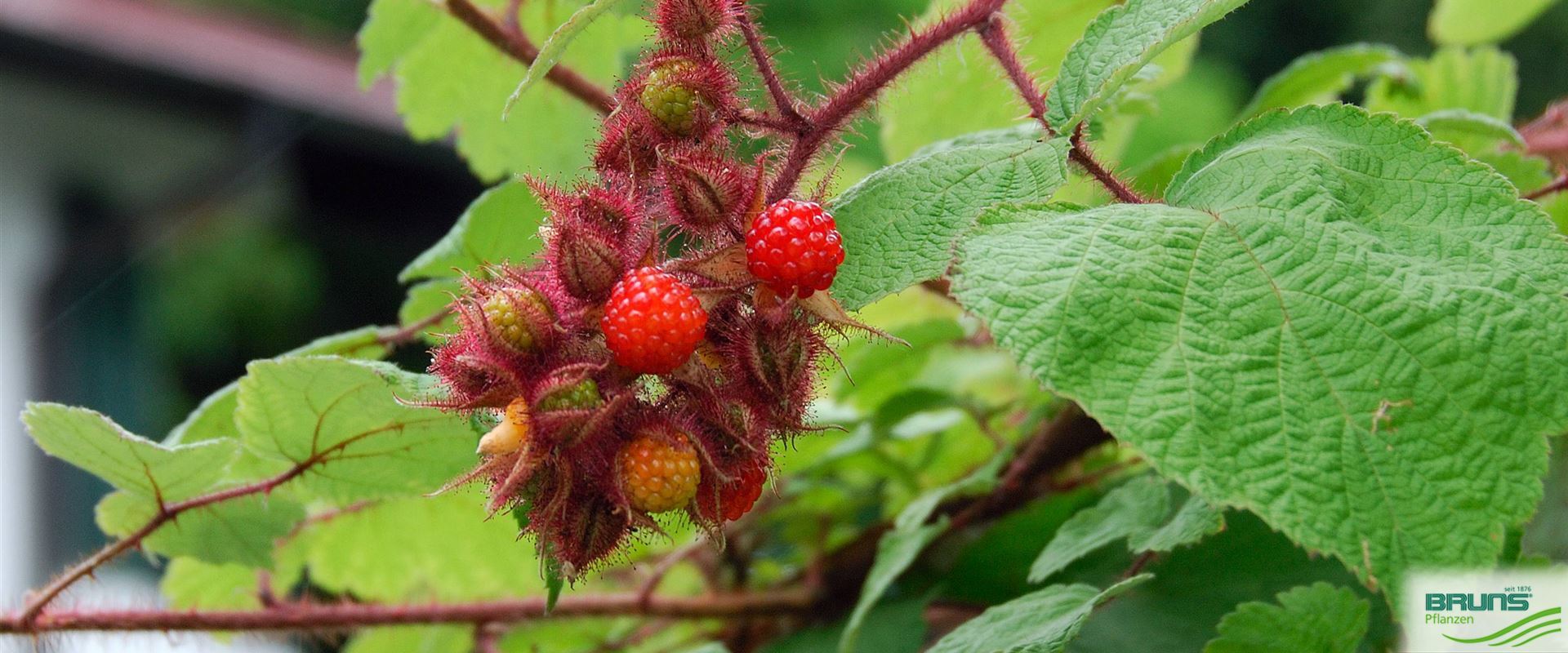 Rubus phoenicolasius, Japanese wineberry von Bruns Pflanzen
