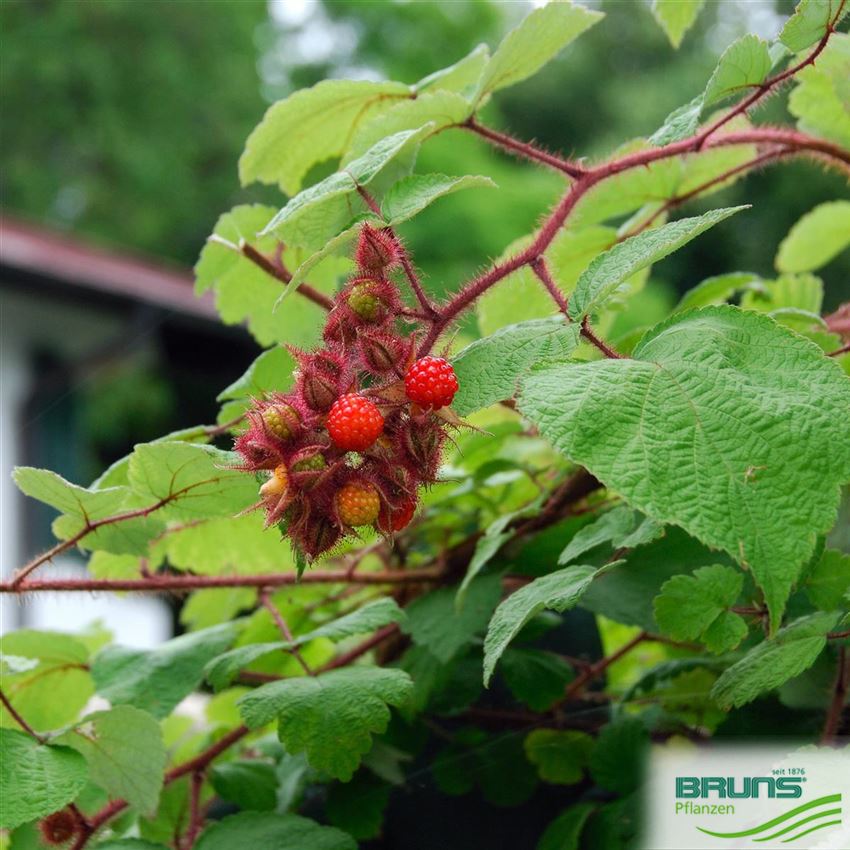 Rubus phoenicolasius, Japanese wineberry von Bruns Pflanzen