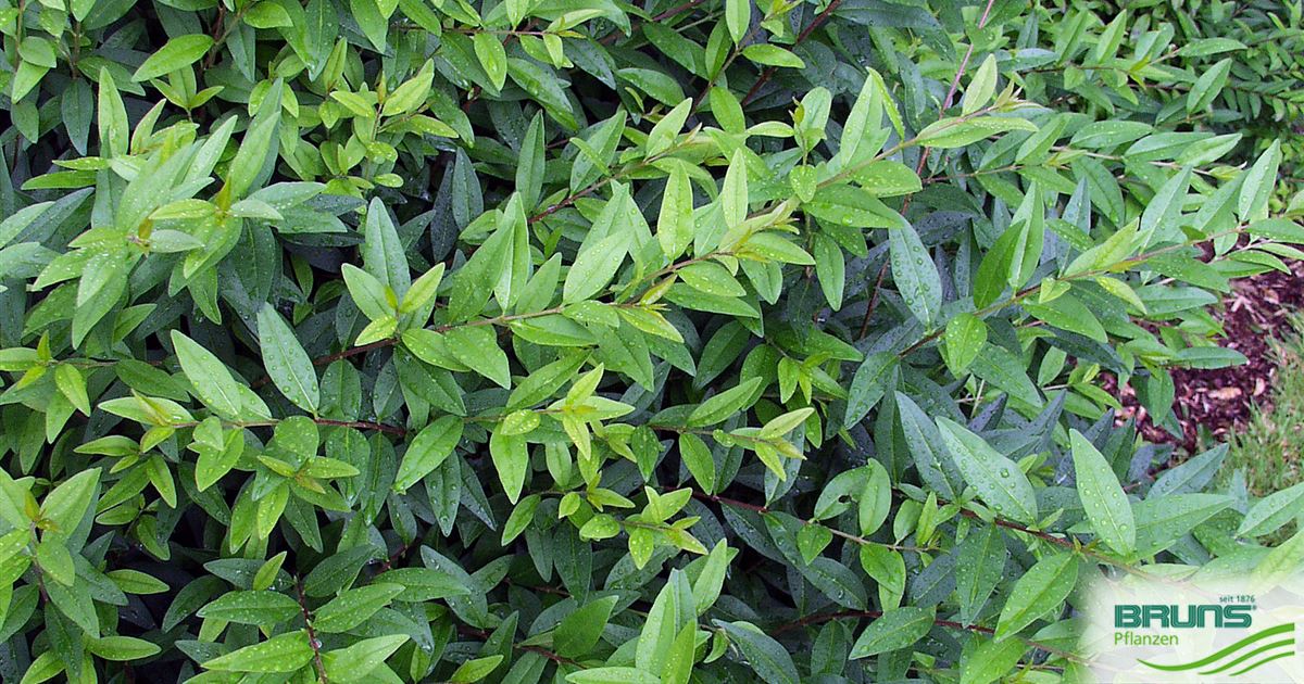 Ligustrum vulgare 'Lodense', Zwerg-Liguster von Bruns Pflanzen